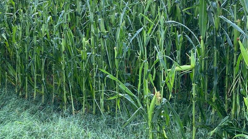 Assicurazioni agricole: il 2023 è l’anno peggiore di sempre Assicurazioni agricole: il 2023 è l’anno peggiore di sempre
